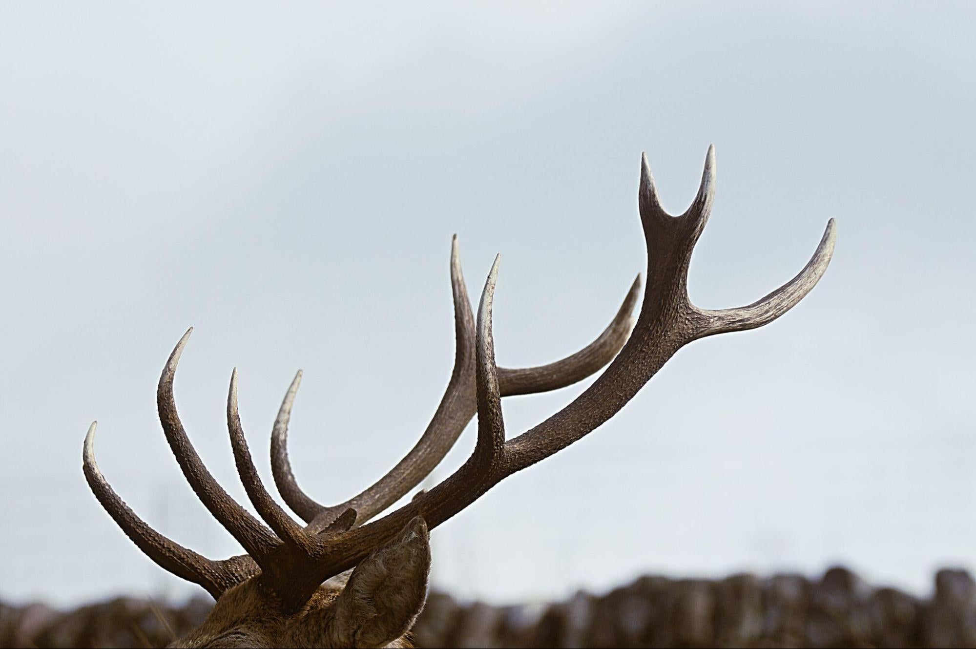 Deer Antler Velvet for Bodybuilding: Does It Work? | HUMBLEROOTS ...