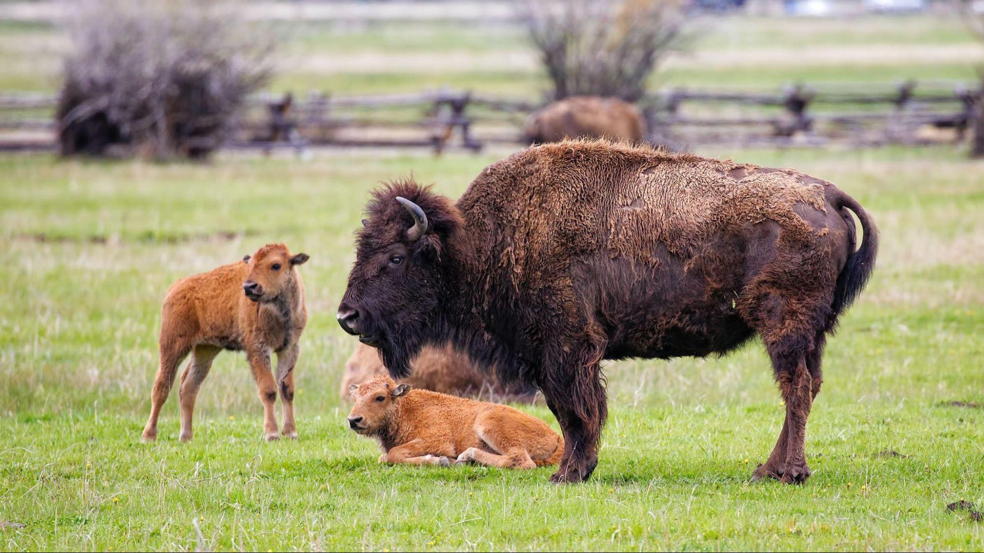 Bison vs Beef: The Clear Winner for Health | HUMBLEROOTS Performance